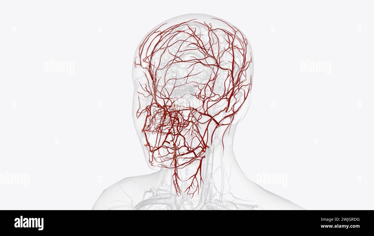 Arteria carotide esterna immagini e fotografie stock ad alta ...