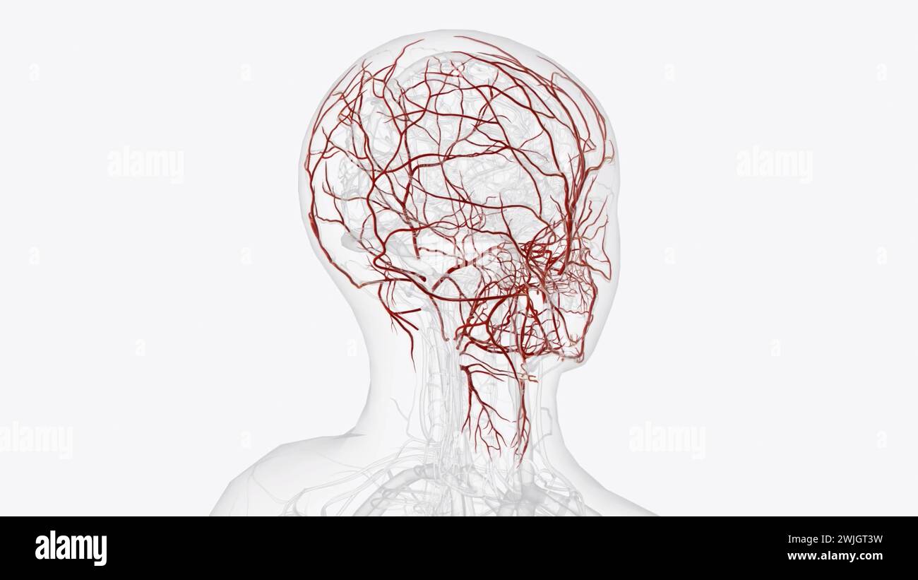 Arteria carotide esterna immagini e fotografie stock ad alta ...