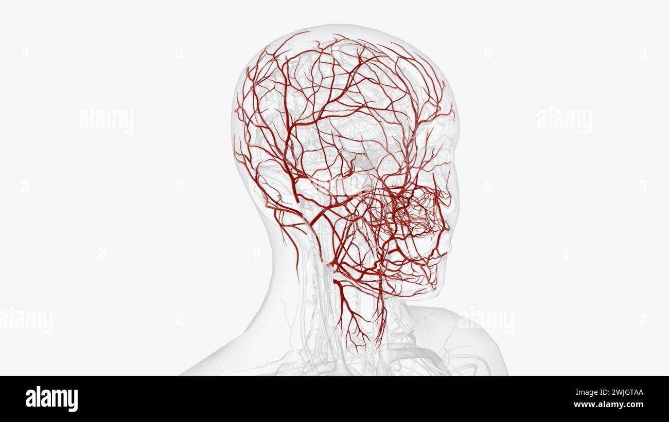 Arteria carotide esterna immagini e fotografie stock ad alta ...
