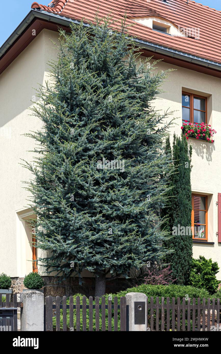 Cedrus libani fastigiata immagini e fotografie stock ad alta ...
