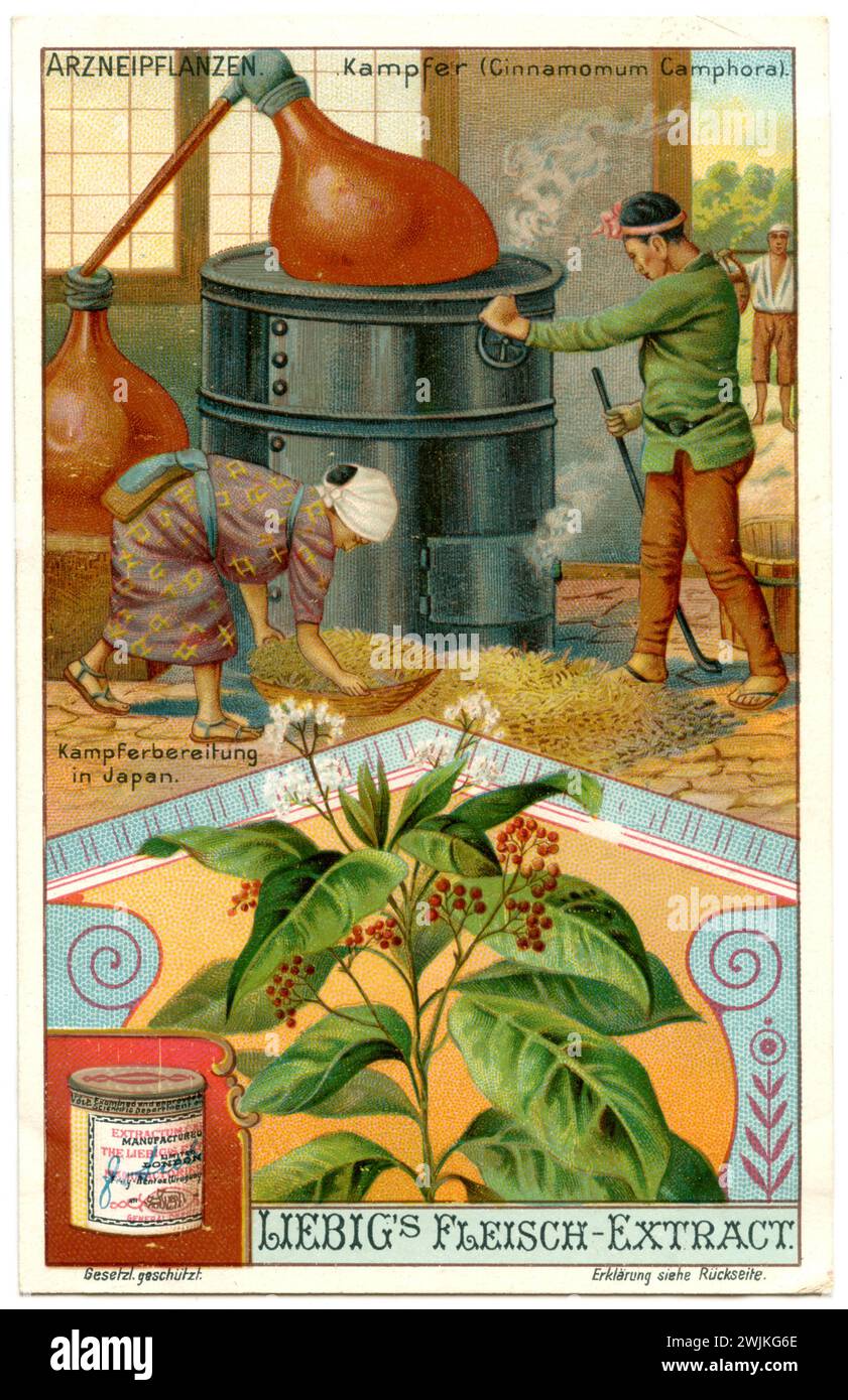 Canfora del giappone Immagini senza sfondo e Foto Stock ritagliate - Alamy