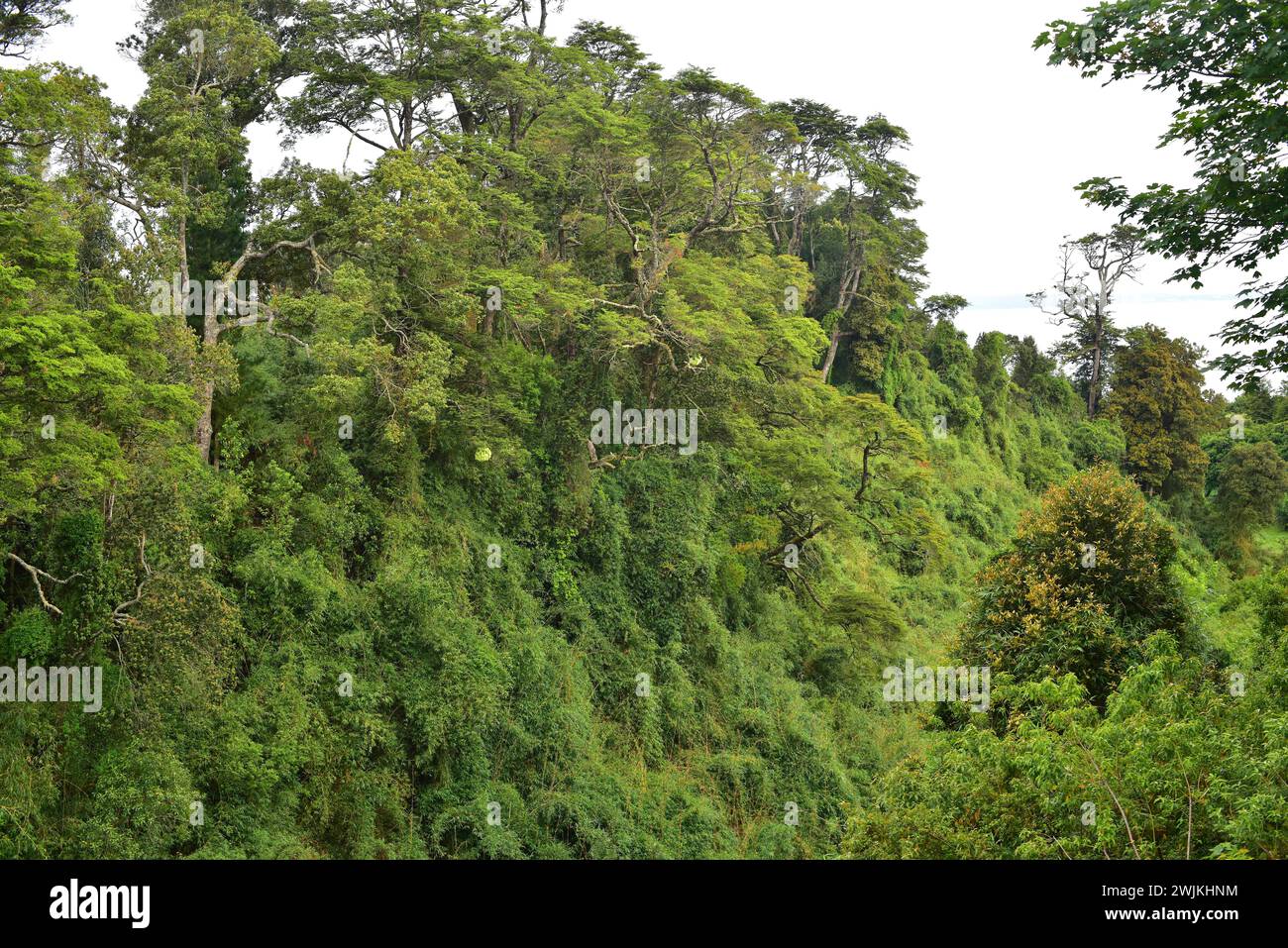 Chusquea quila immagini e fotografie stock ad alta risoluzione - Alamy