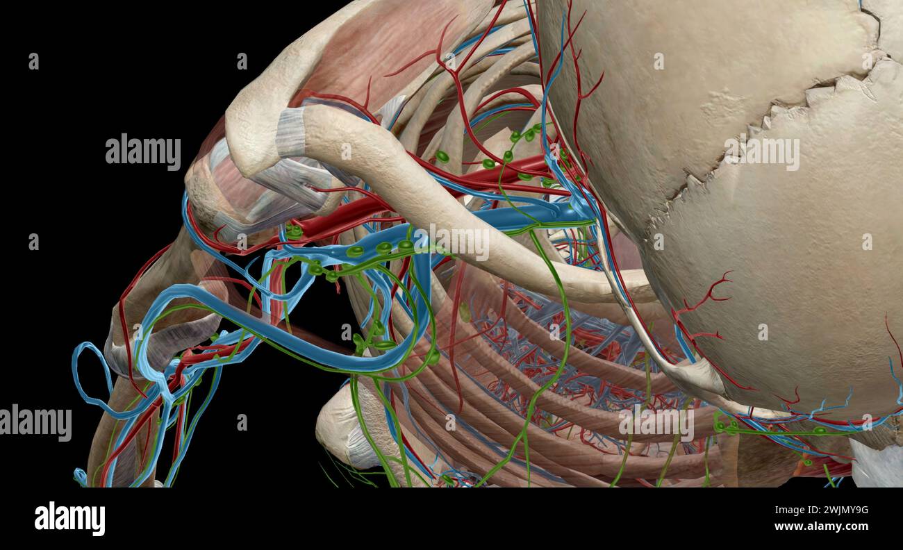 Linfa ascellare gonfia immagini e fotografie stock ad alta risoluzione ...