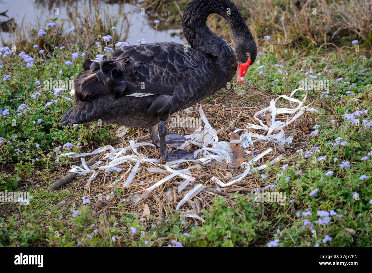 Nidificazione del cigno nero di cygnus atratus immagini e fotografie ...