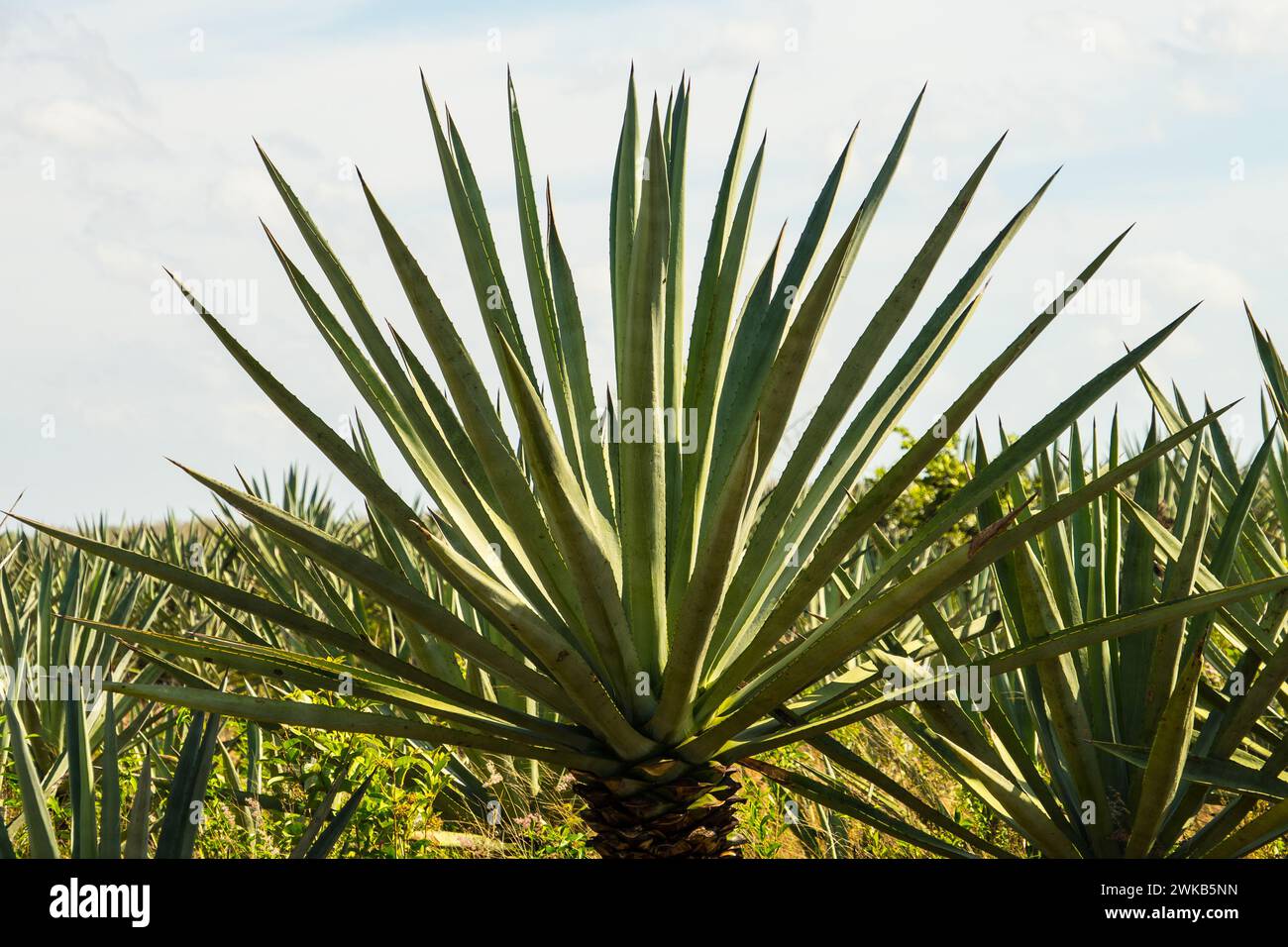 Agave field immagini e fotografie stock ad alta risoluzione - Alamy