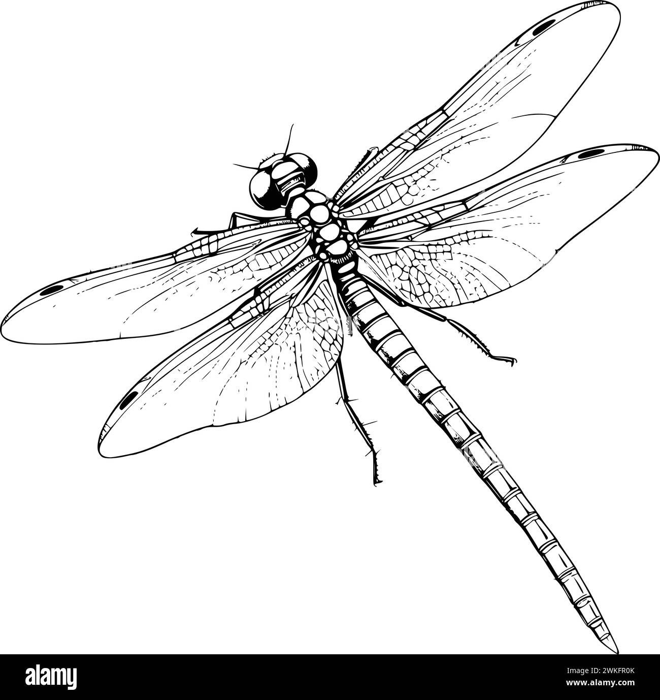 Disegno drago da colorare immagini e fotografie stock ad alta ...