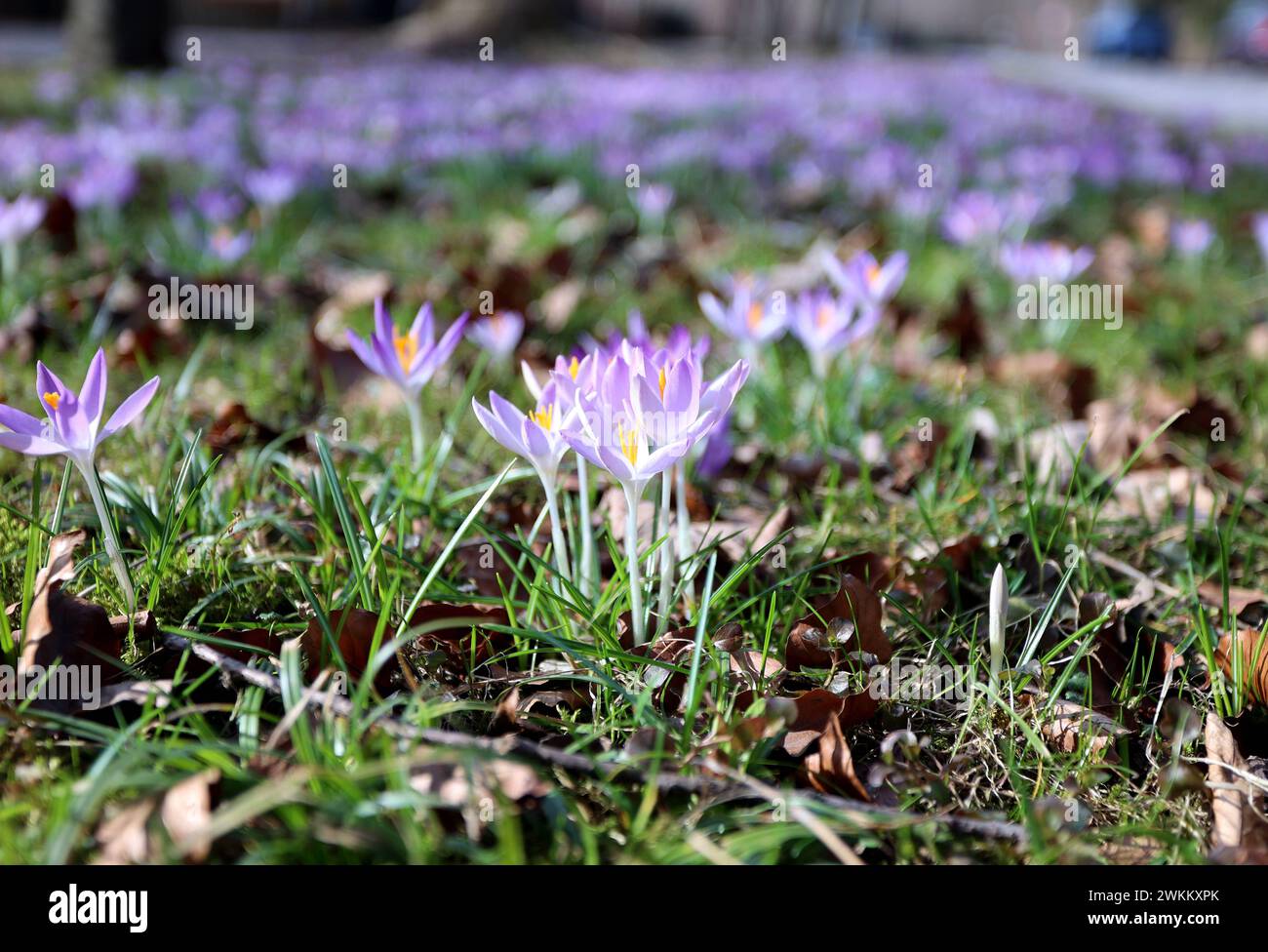 München, Bayern, Deutschland 21. Febbraio 2024: Ein Wintertag ...
