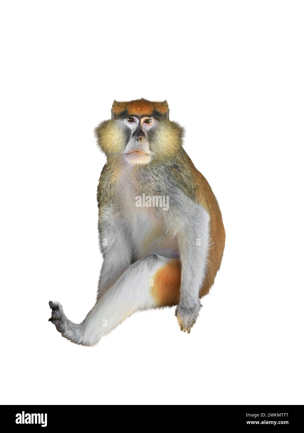 Madre scimmia Immagini senza sfondo e Foto Stock ritagliate - Alamy