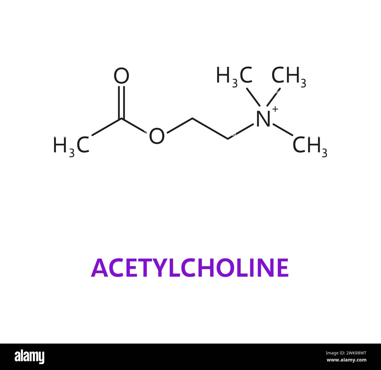 Metabolismo dell'acetilcolina Immagini Vettoriali Stock - Alamy