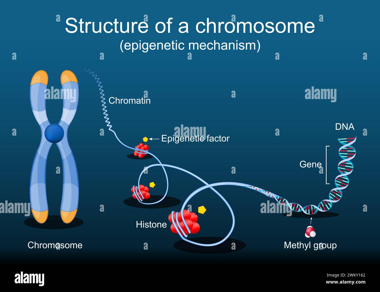 Evoluzione epigenetica immagini e fotografie stock ad alta risoluzione ...