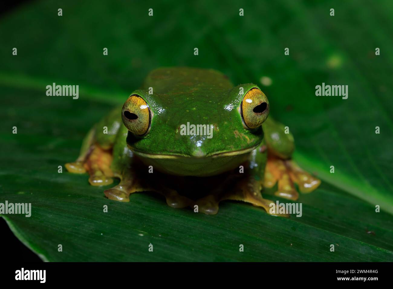 Immagini del kerala immagini e fotografie stock ad alta risoluzione - Alamy