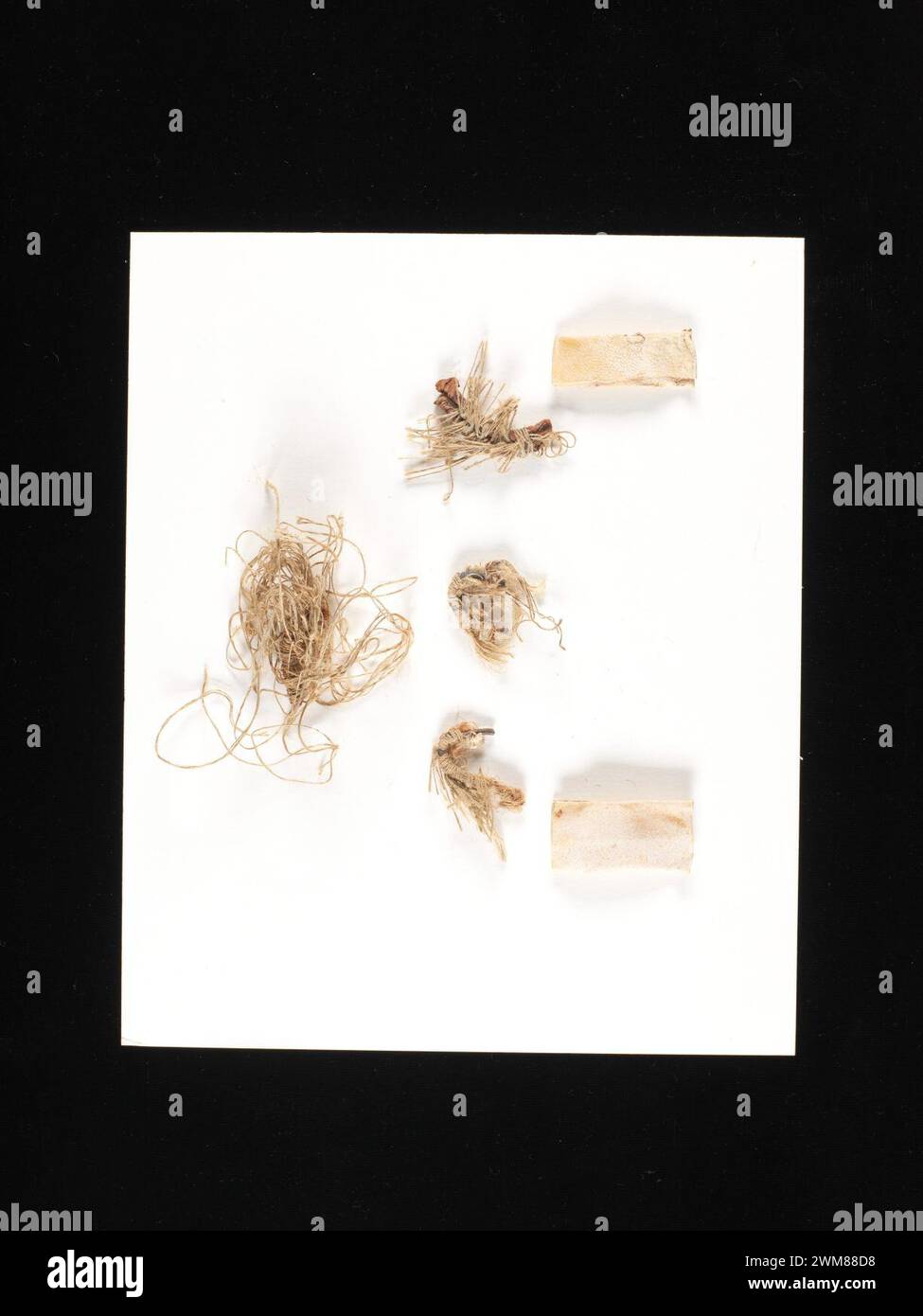 Valerius maximus facta et dicta memorabilia immagini e fotografie stock ...