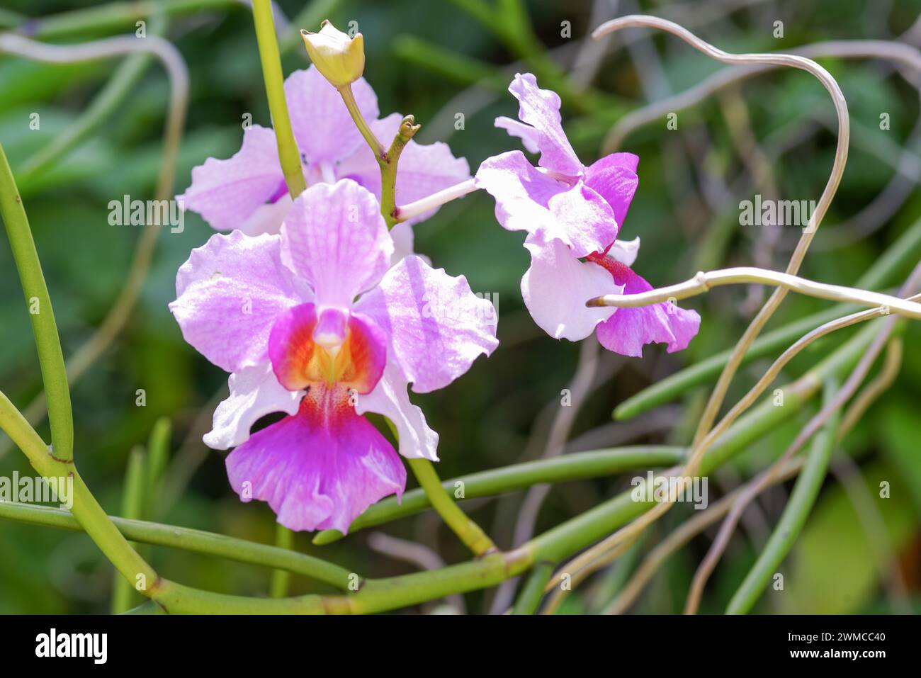 Flora delle indie occidentali immagini e fotografie stock ad alta ...
