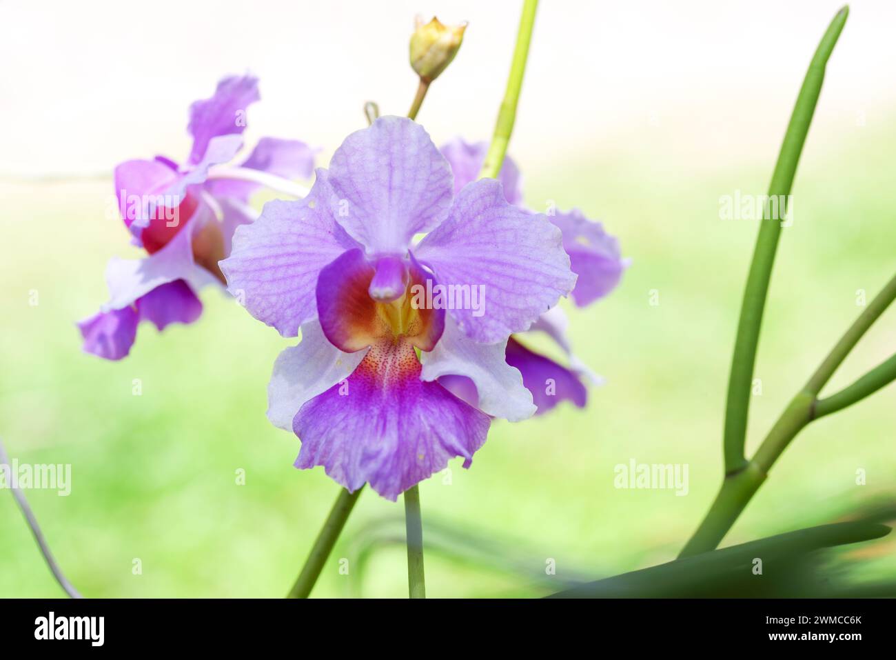 Flora delle indie occidentali immagini e fotografie stock ad alta ...