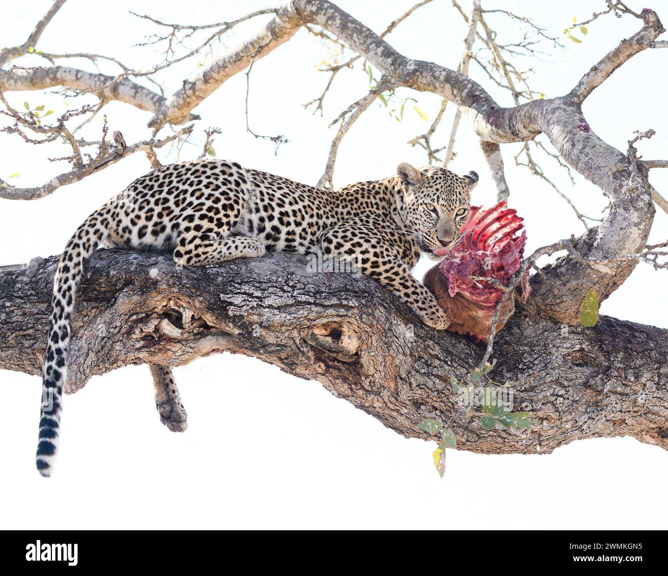 Leopardo con uccidere nell'albero immagini e fotografie stock ad alta ...