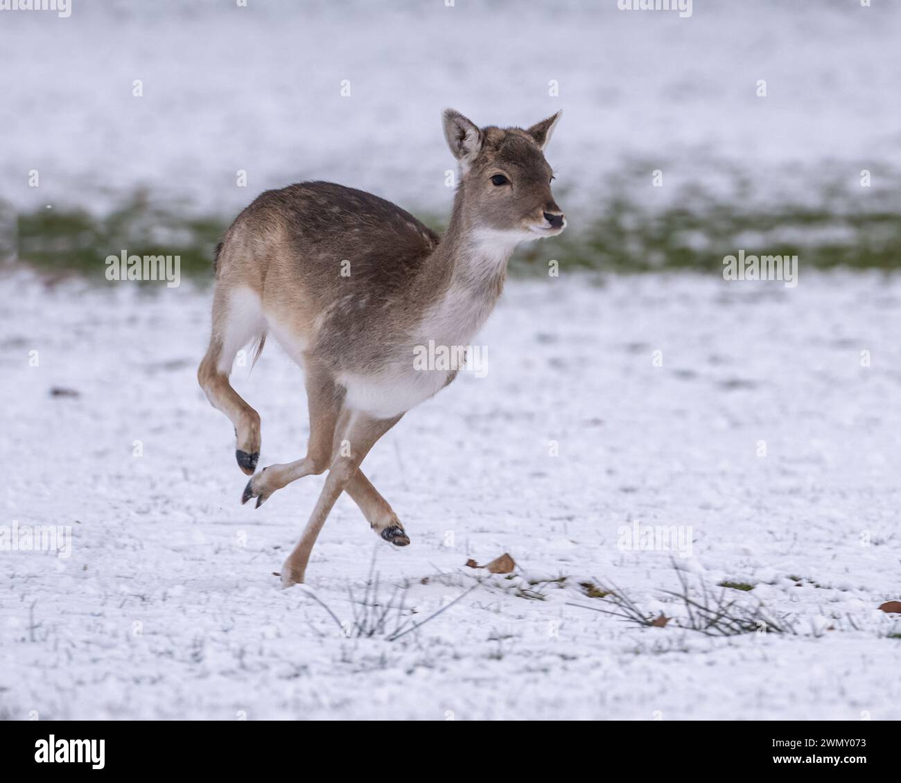 Vitello daino immagini e fotografie stock ad alta risoluzione - Alamy