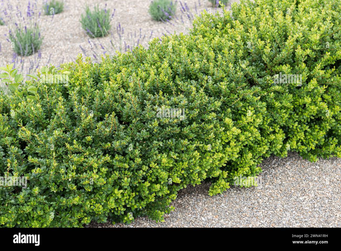 Berberis thunbergii kobold immagini e fotografie stock ad alta ...