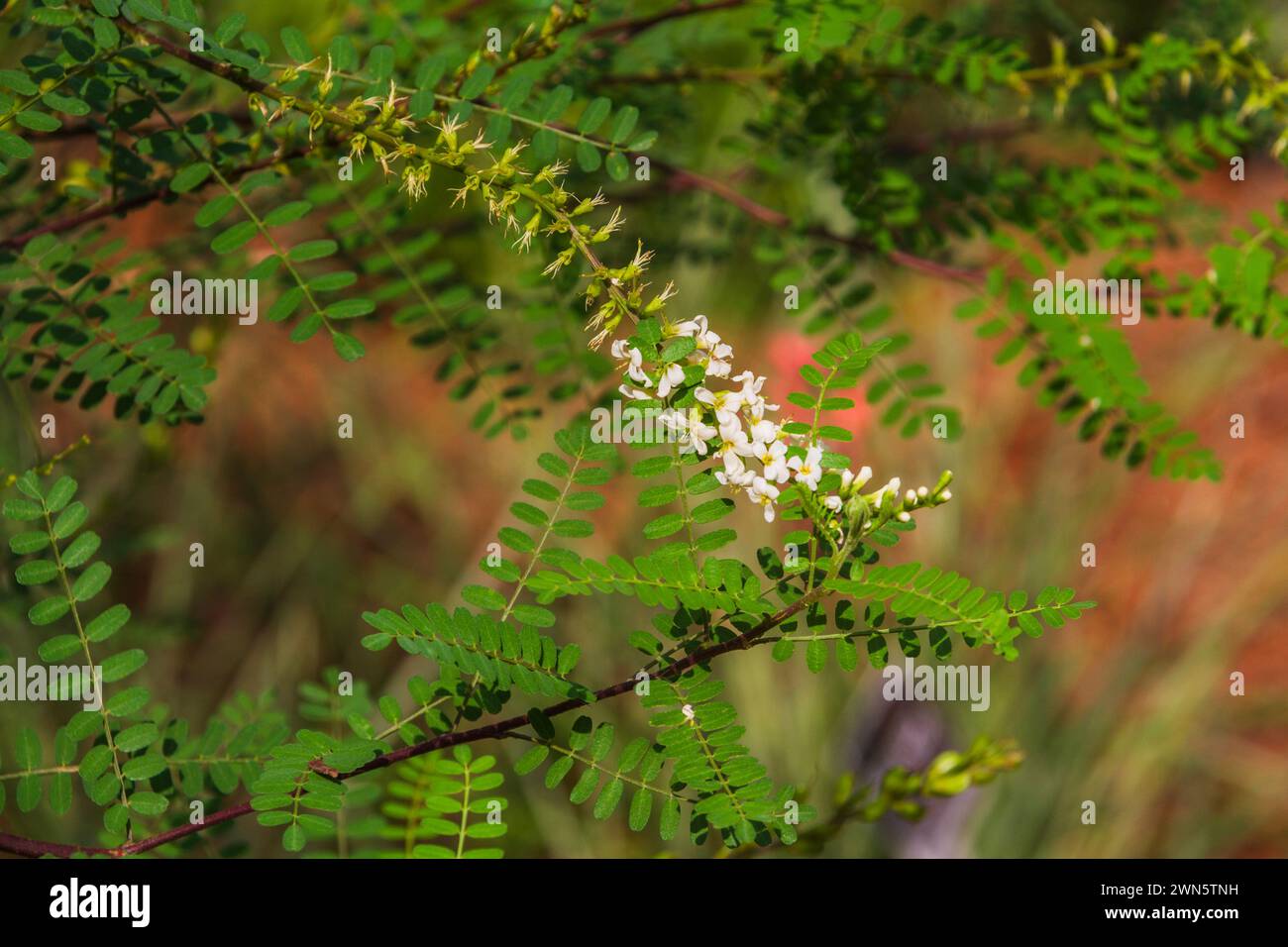 Eysenhardtia texana immagini e fotografie stock ad alta risoluzione - Alamy