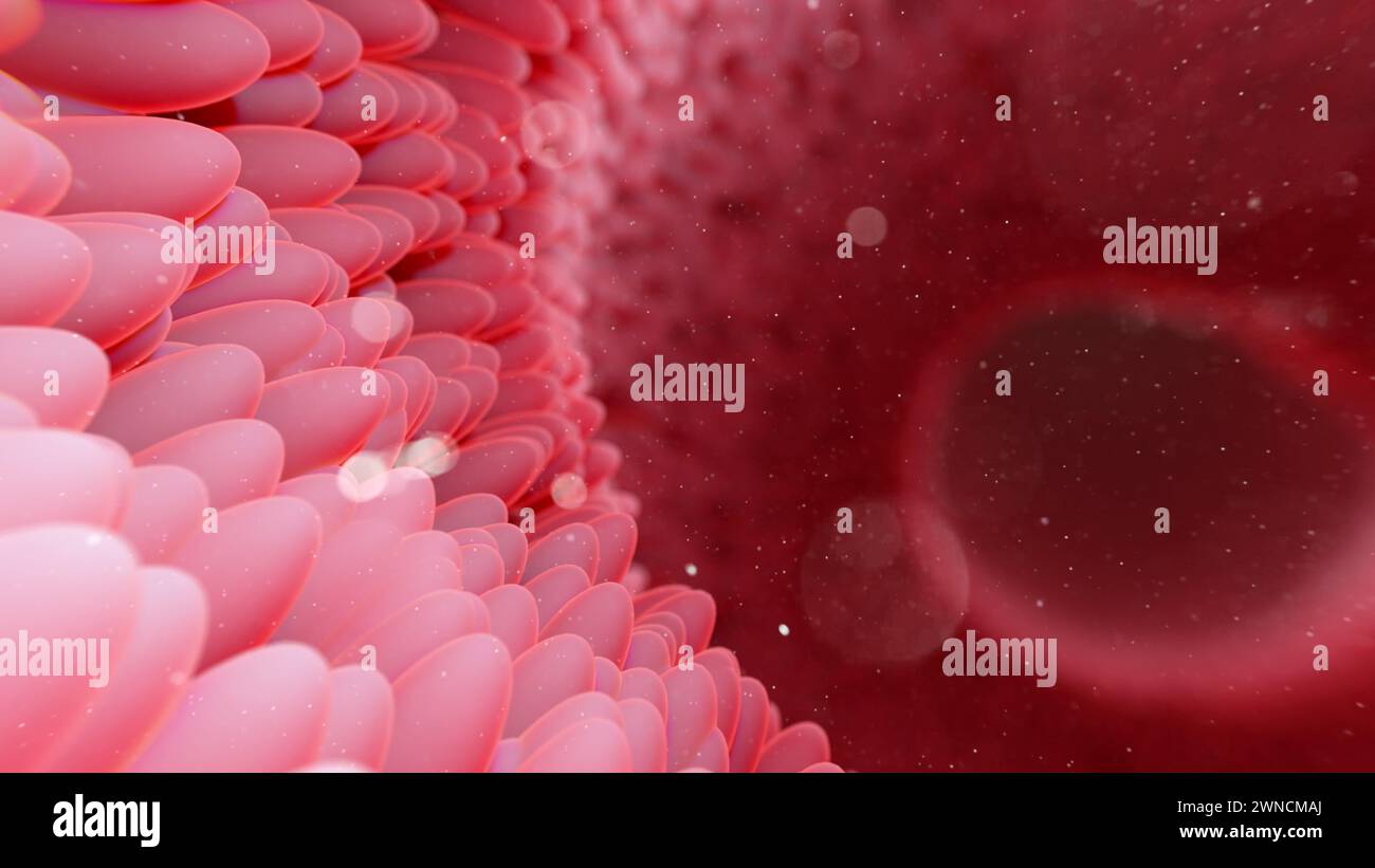 Cellule epiteliali intestinali immagini e fotografie stock ad alta ...