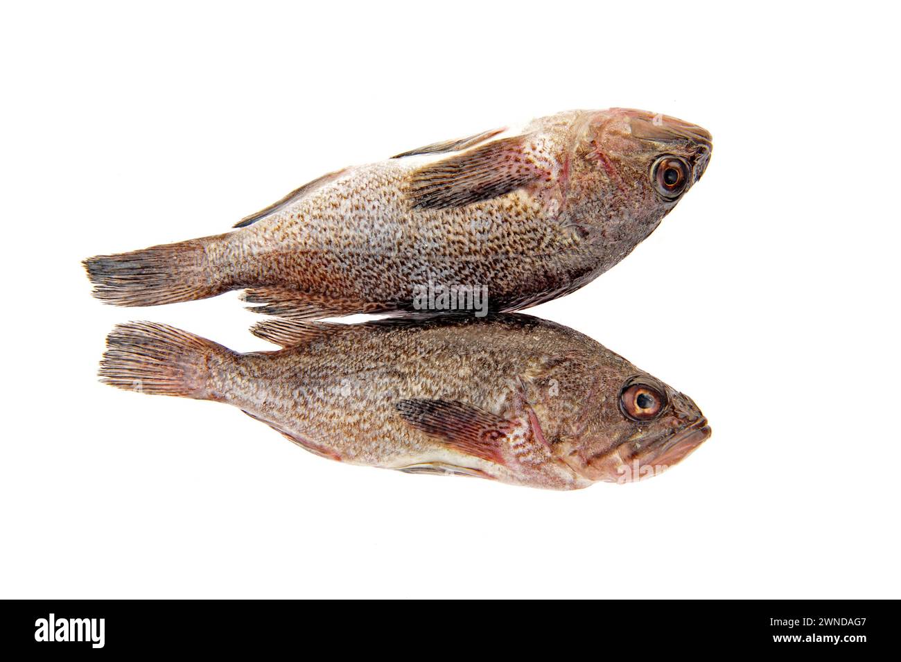 Prezzi della carne Immagini senza sfondo e Foto Stock ritagliate - Alamy