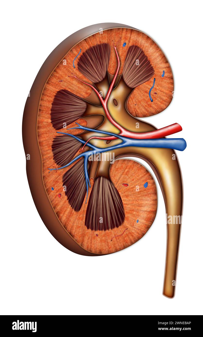 Biología de la anatomía del órgano arteria renal Immagini senza sfondo ...