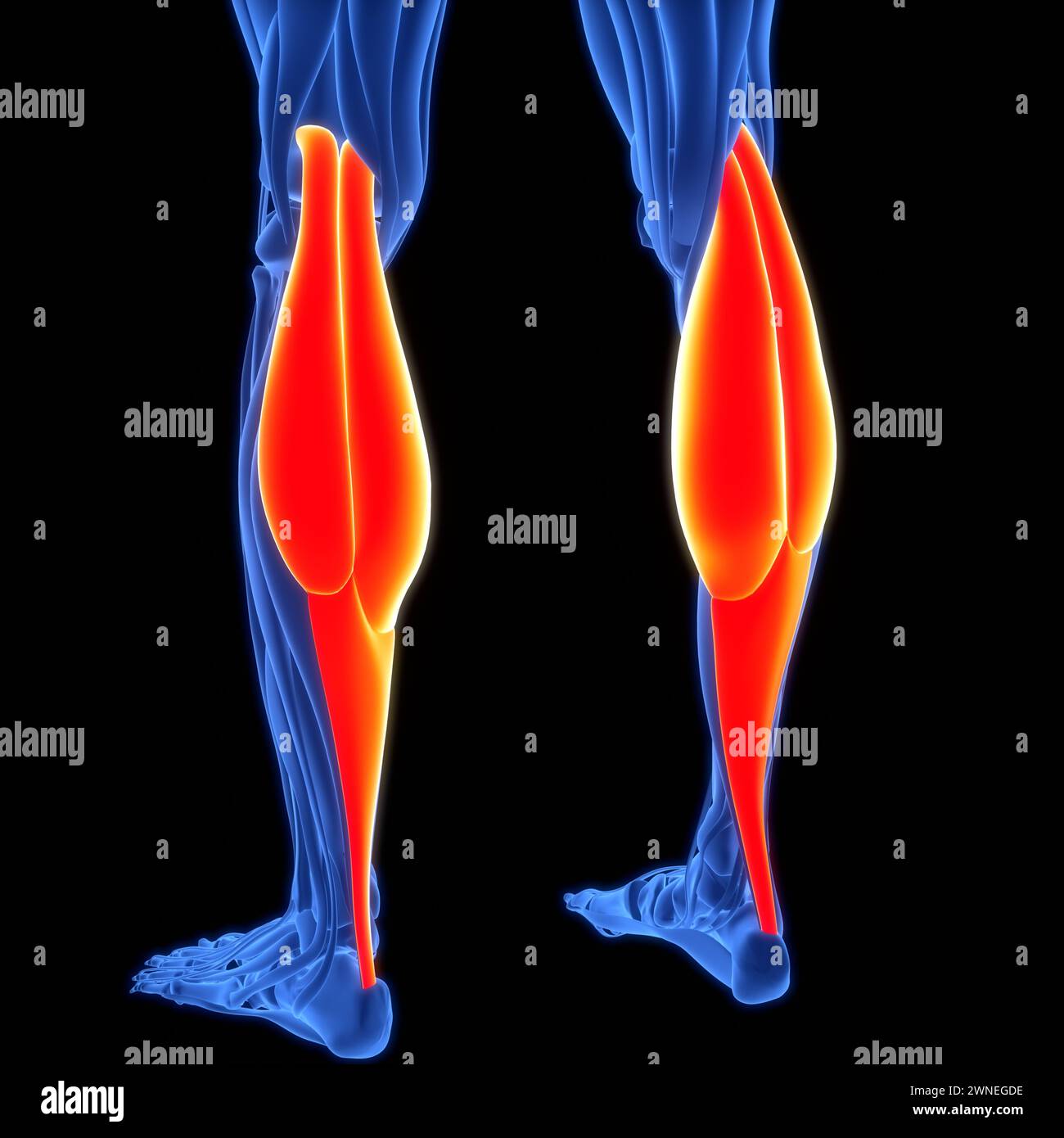 Muscoli delle gambe del sistema muscolare umano Gastrocnemius muscoli ...