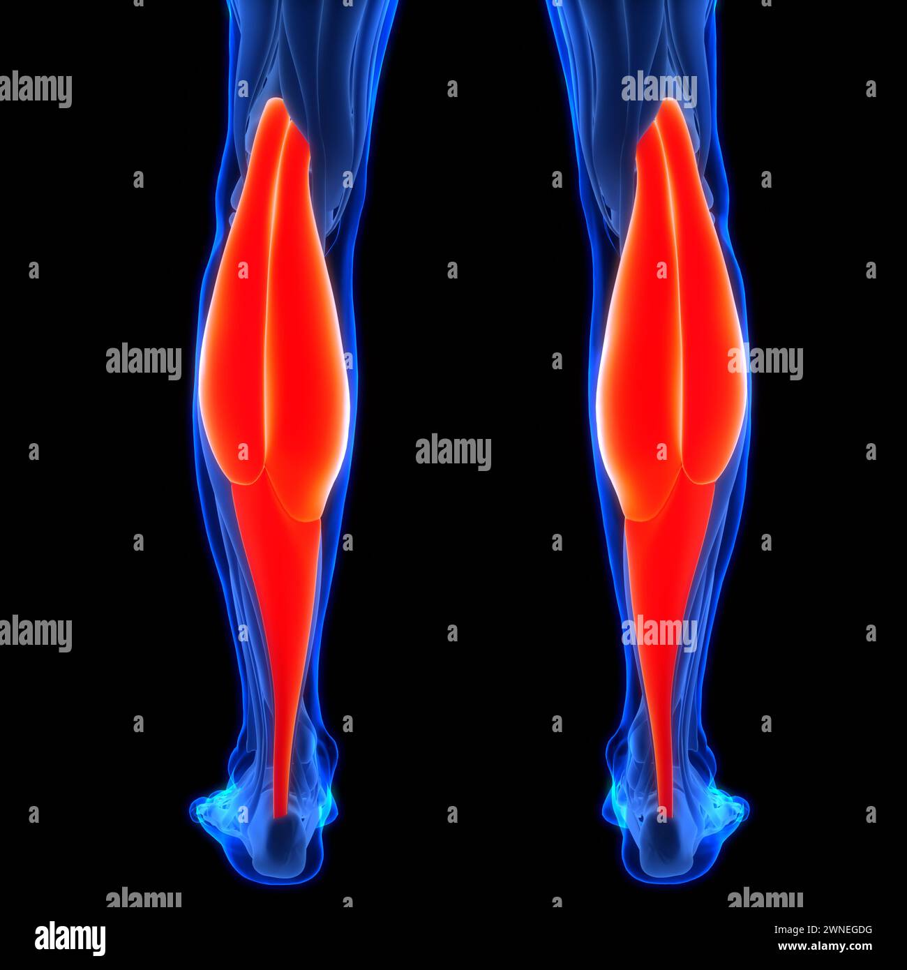 Muscoli della gamba anatomia immagini e fotografie stock ad alta ...