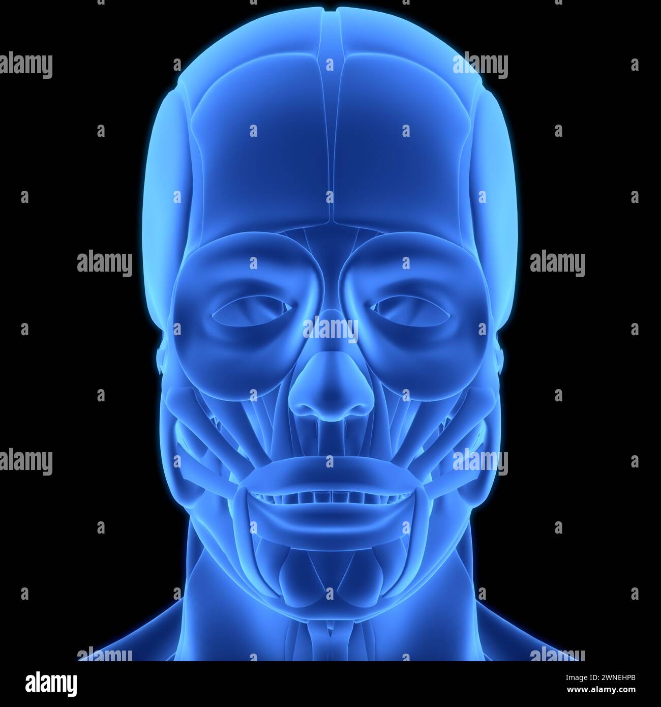 Sistema muscular humano immagini e fotografie stock ad alta risoluzione ...