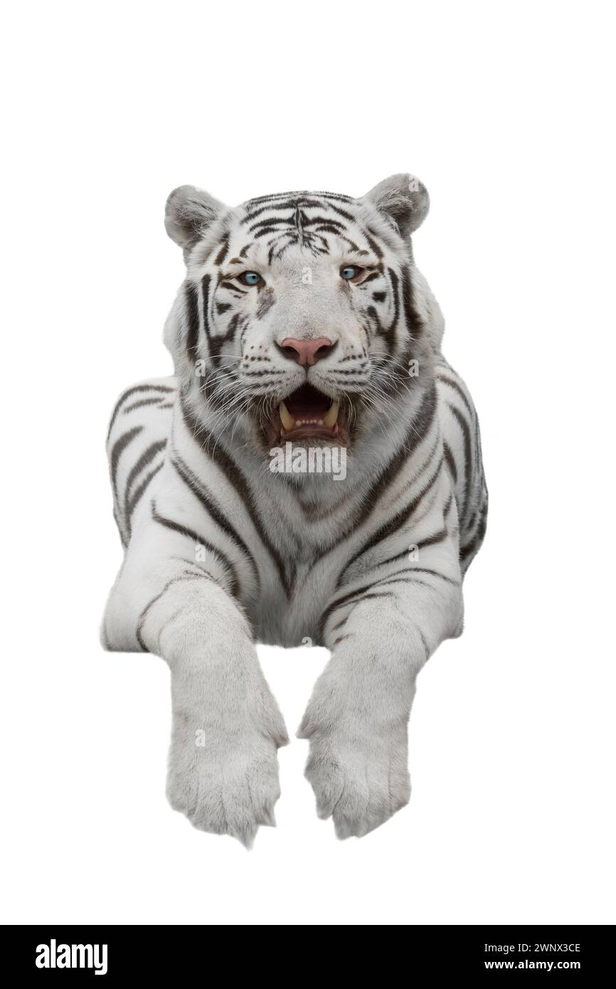 Bella tigre del bengala Immagini senza sfondo e Foto Stock ritagliate ...