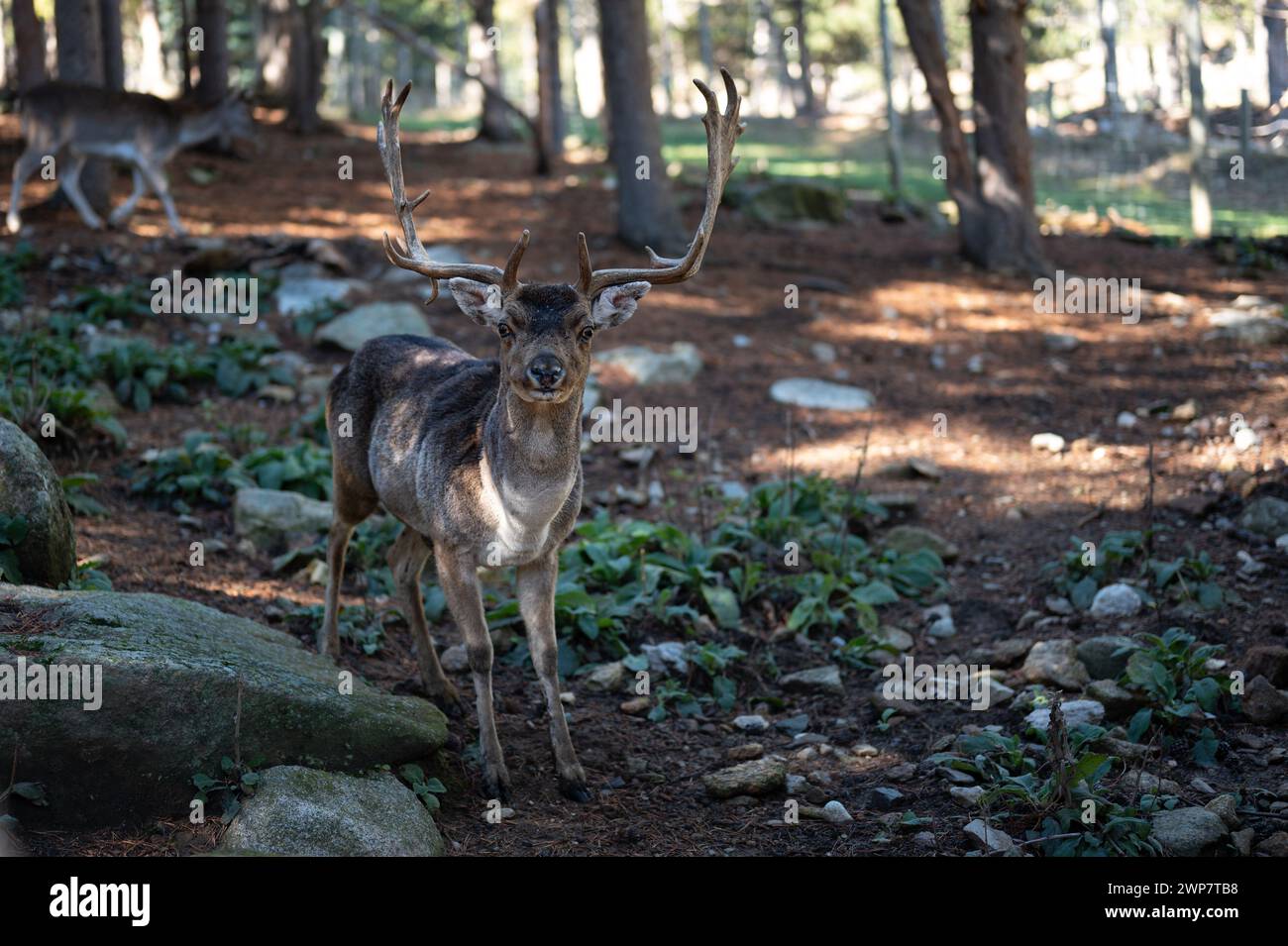 Parco animalier des angles immagini e fotografie stock ad alta ...