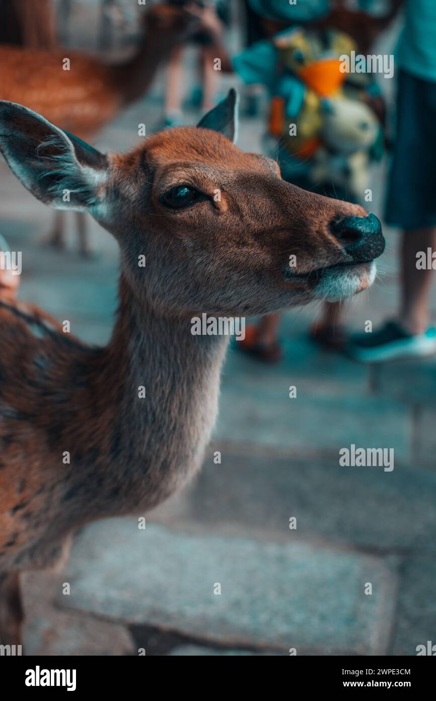 All'interno del bay bridge immagini e fotografie stock ad alta ...