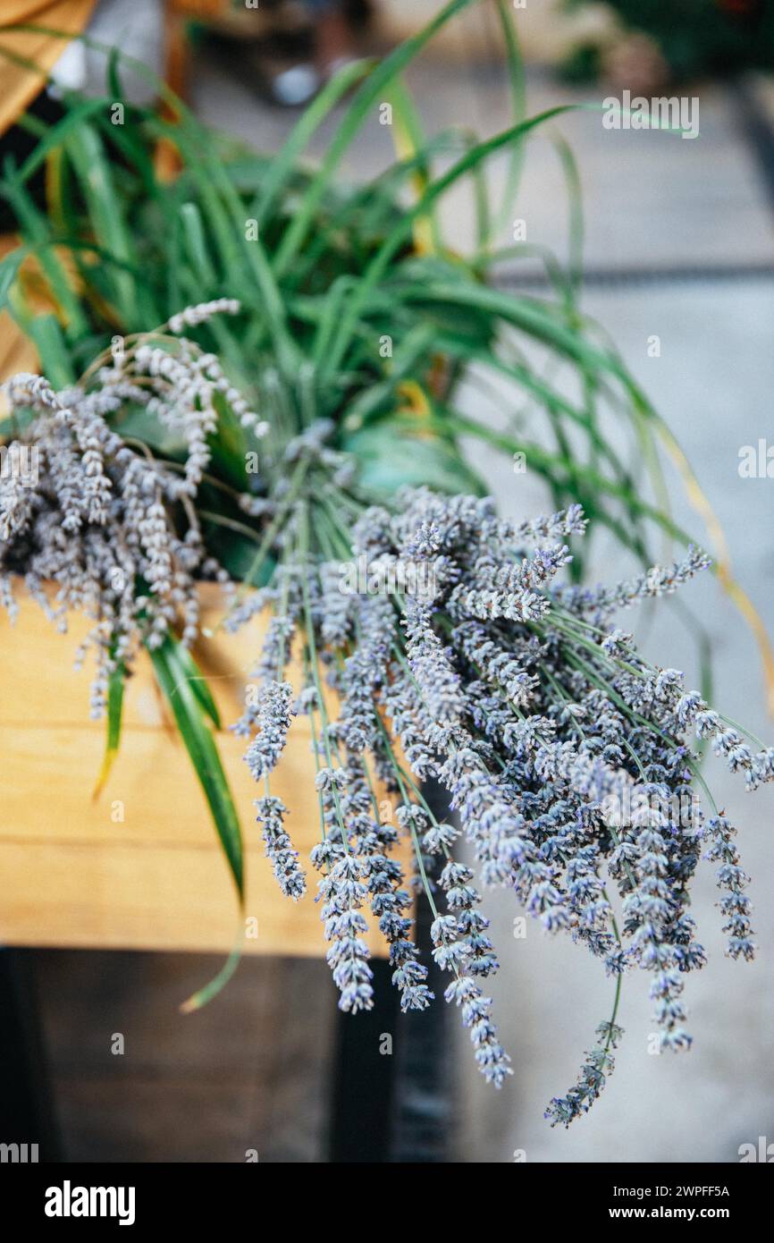 Pianta da giardino verde immagini e fotografie stock ad alta ...