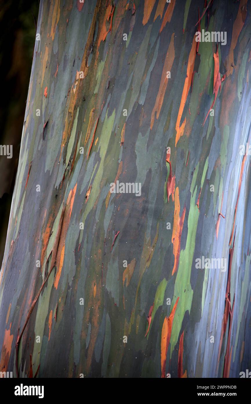 Australian eucalyptus tree immagini e fotografie stock ad alta ...