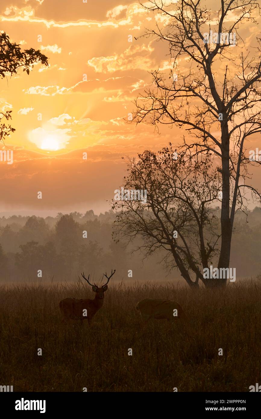Specie di cervo dell'india immagini e fotografie stock ad alta ...