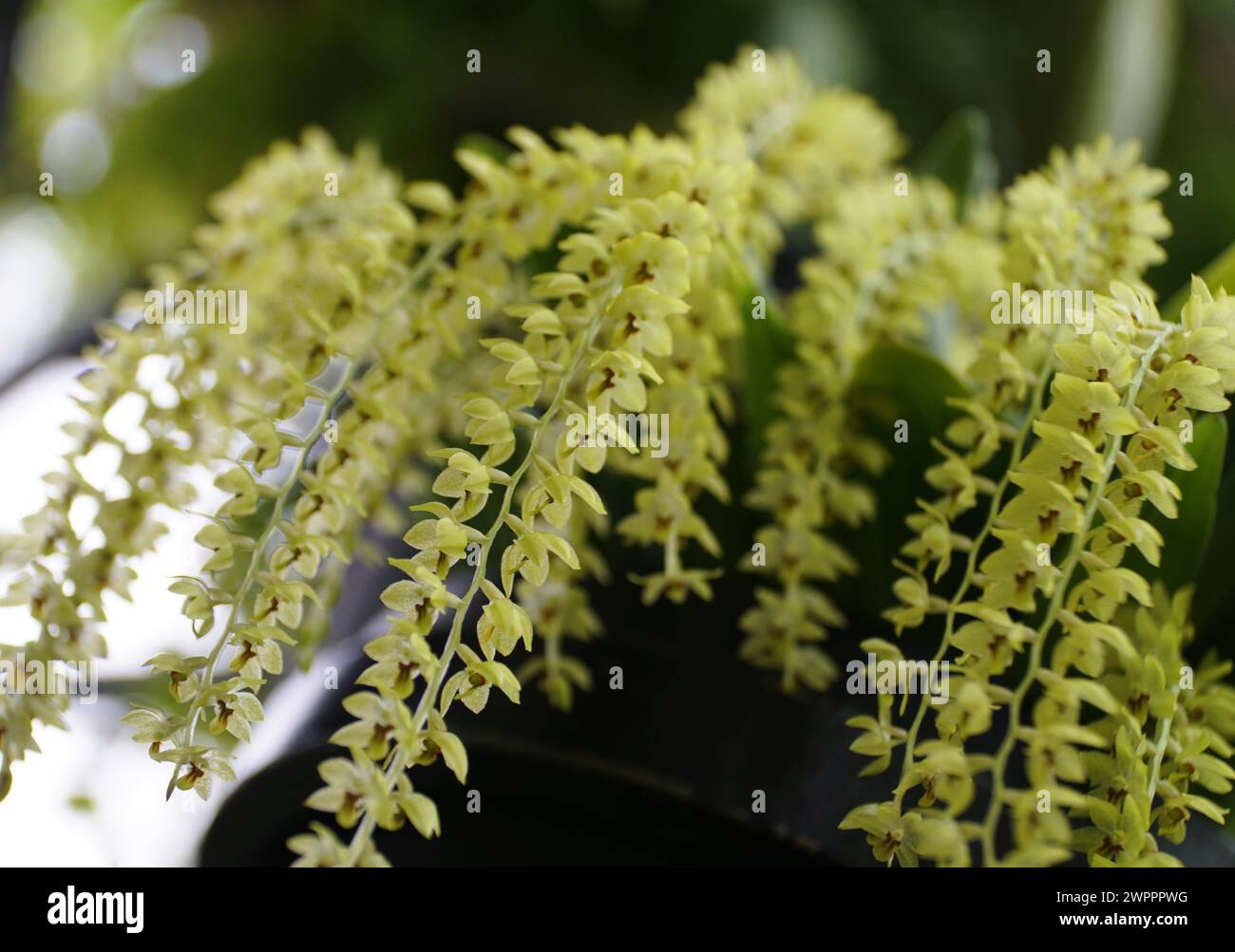 Originario di taiwan immagini e fotografie stock ad alta risoluzione ...