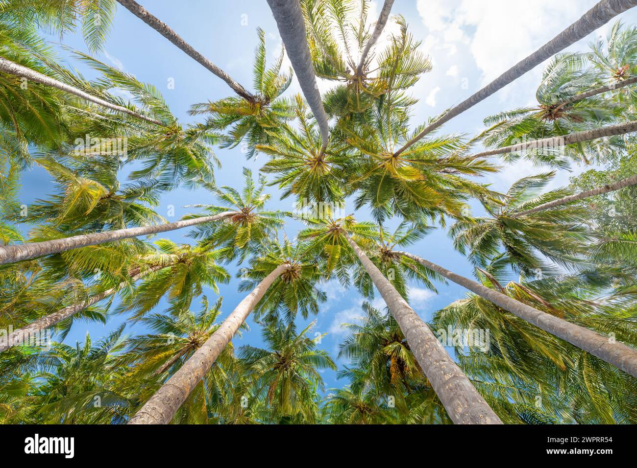 Coconut tree maldives immagini e fotografie stock ad alta risoluzione ...
