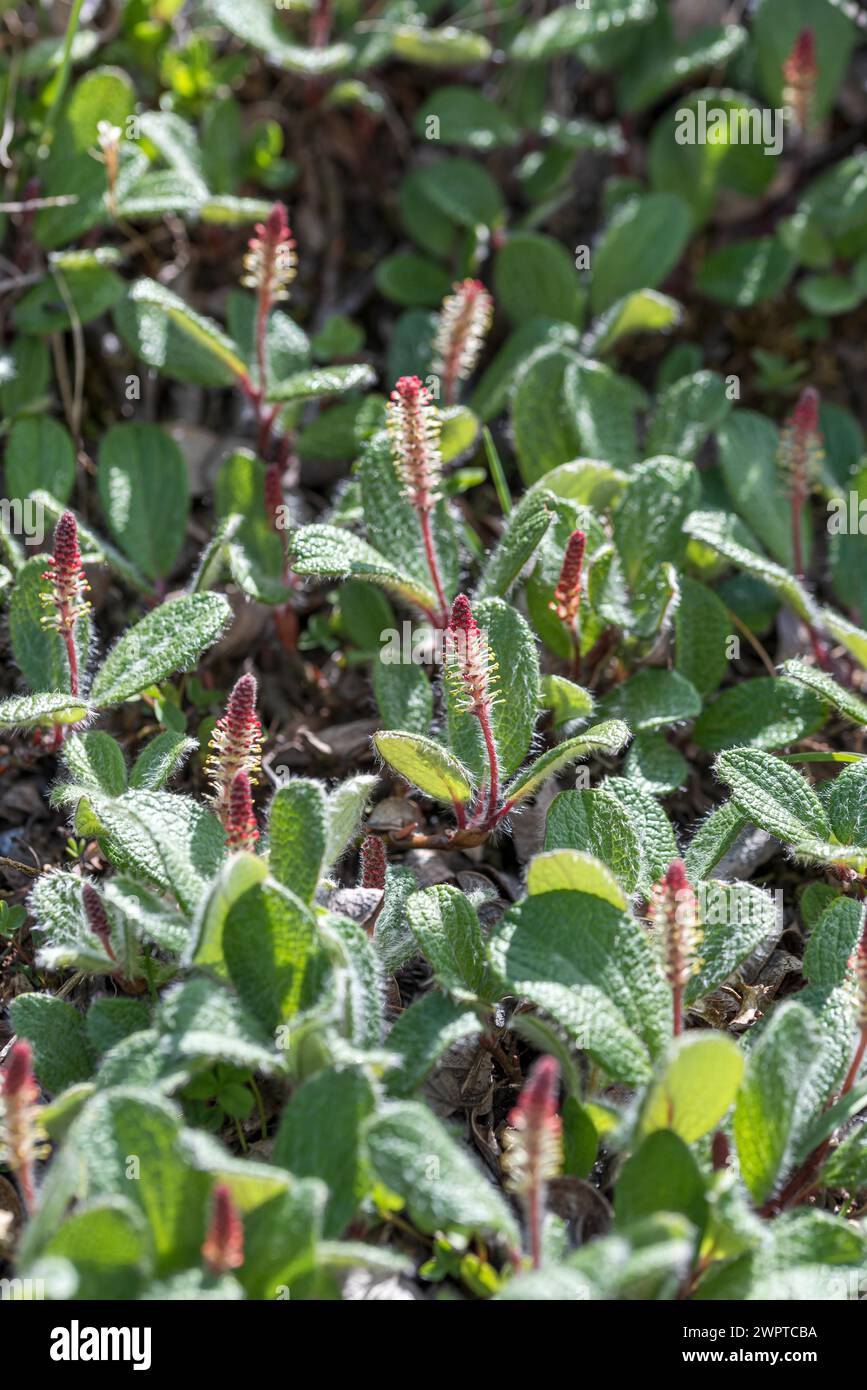 Salix reticulata immagini e fotografie stock ad alta risoluzione - Alamy