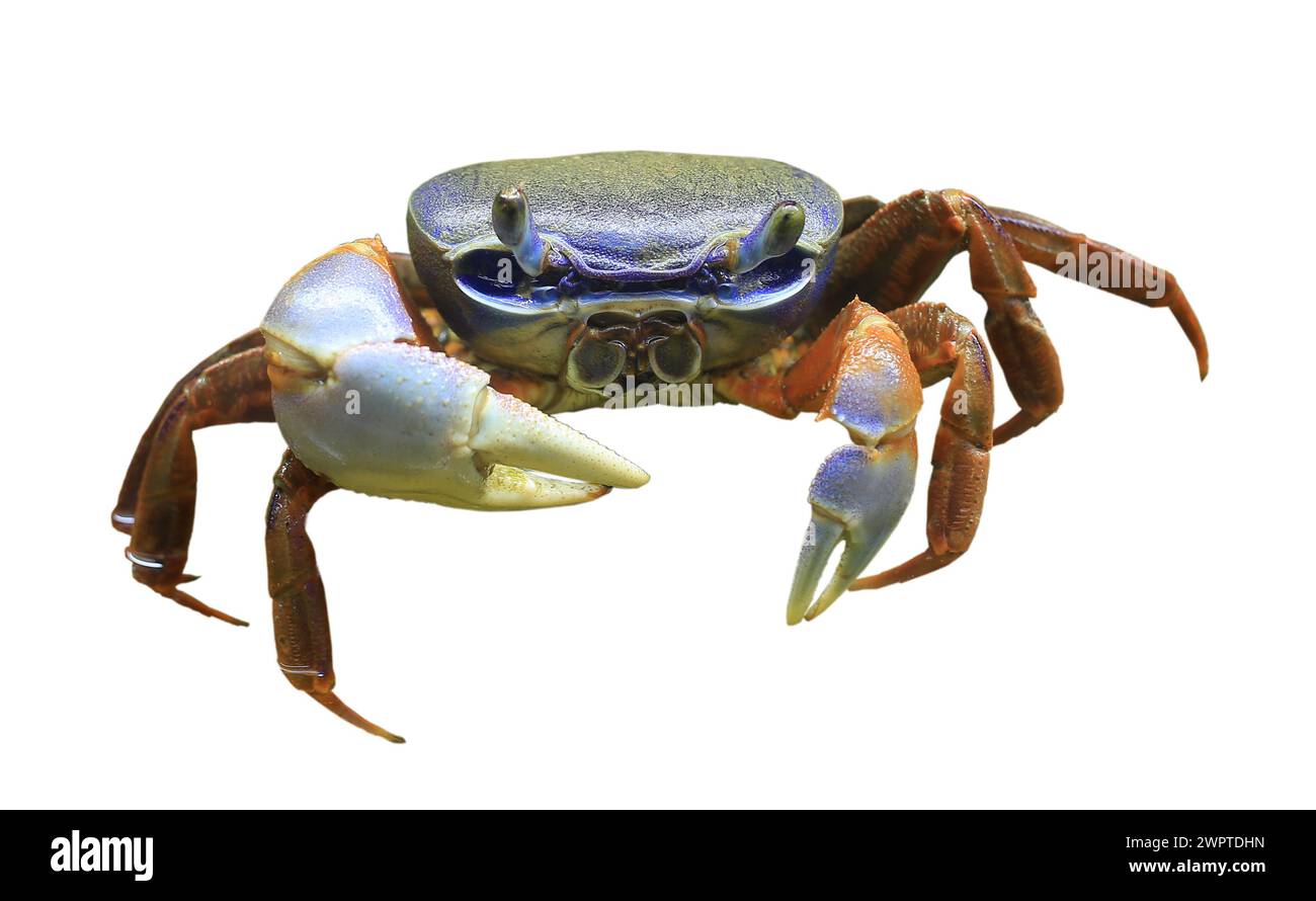 Crostacei commestibili granchio blu immagini e fotografie stock ad alta ...