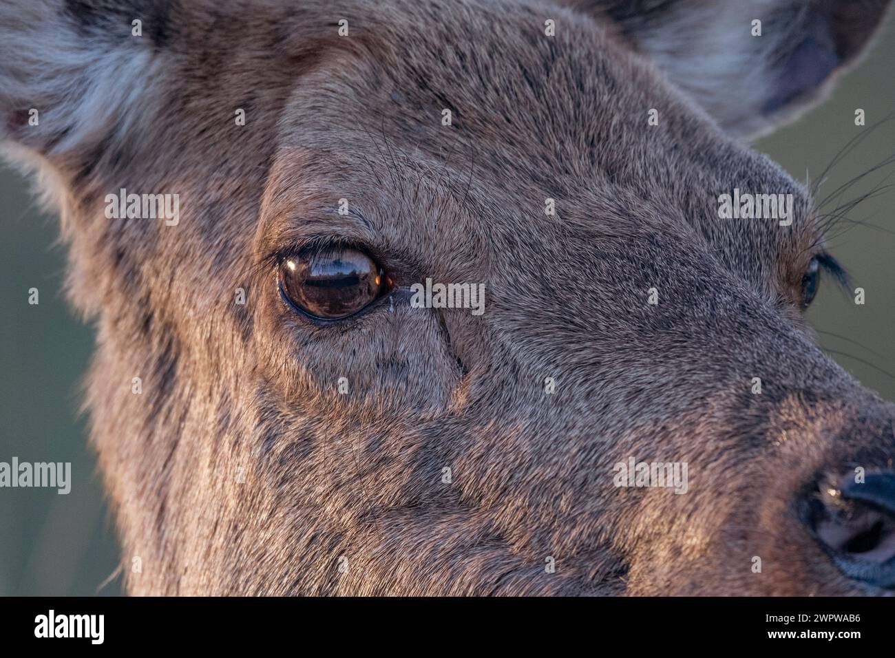 Occhio di cervo immagini e fotografie stock ad alta risoluzione - Alamy