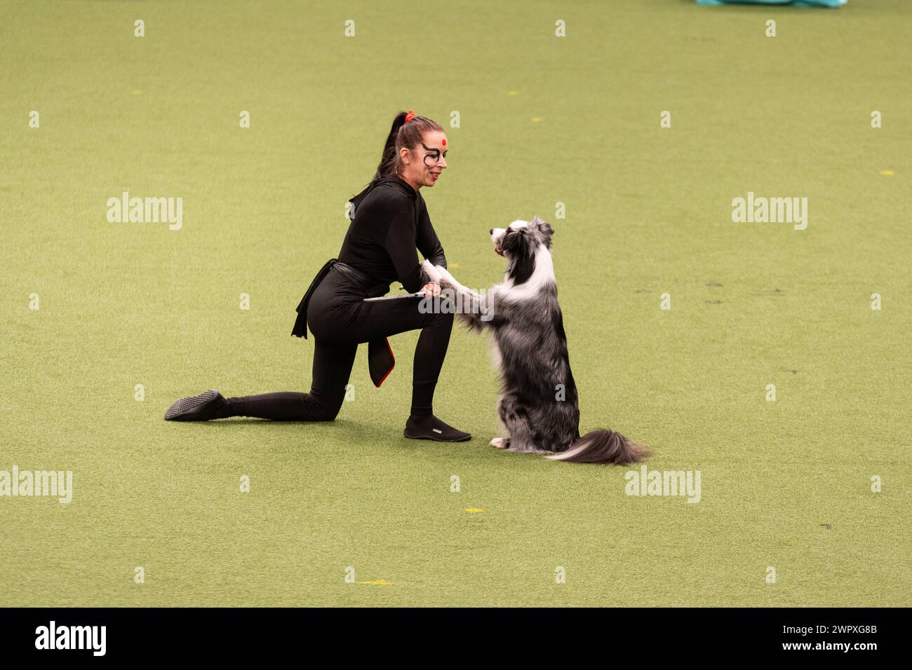 Crufts 2024 heelwork internazionale con la musica immagini e fotografie ...