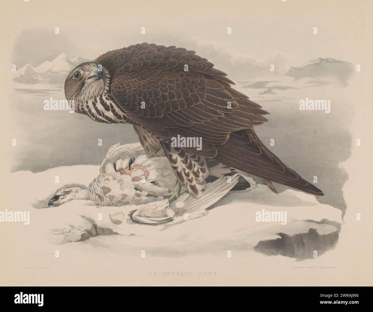 Le gerfaut immagini e fotografie stock ad alta risoluzione - Alamy