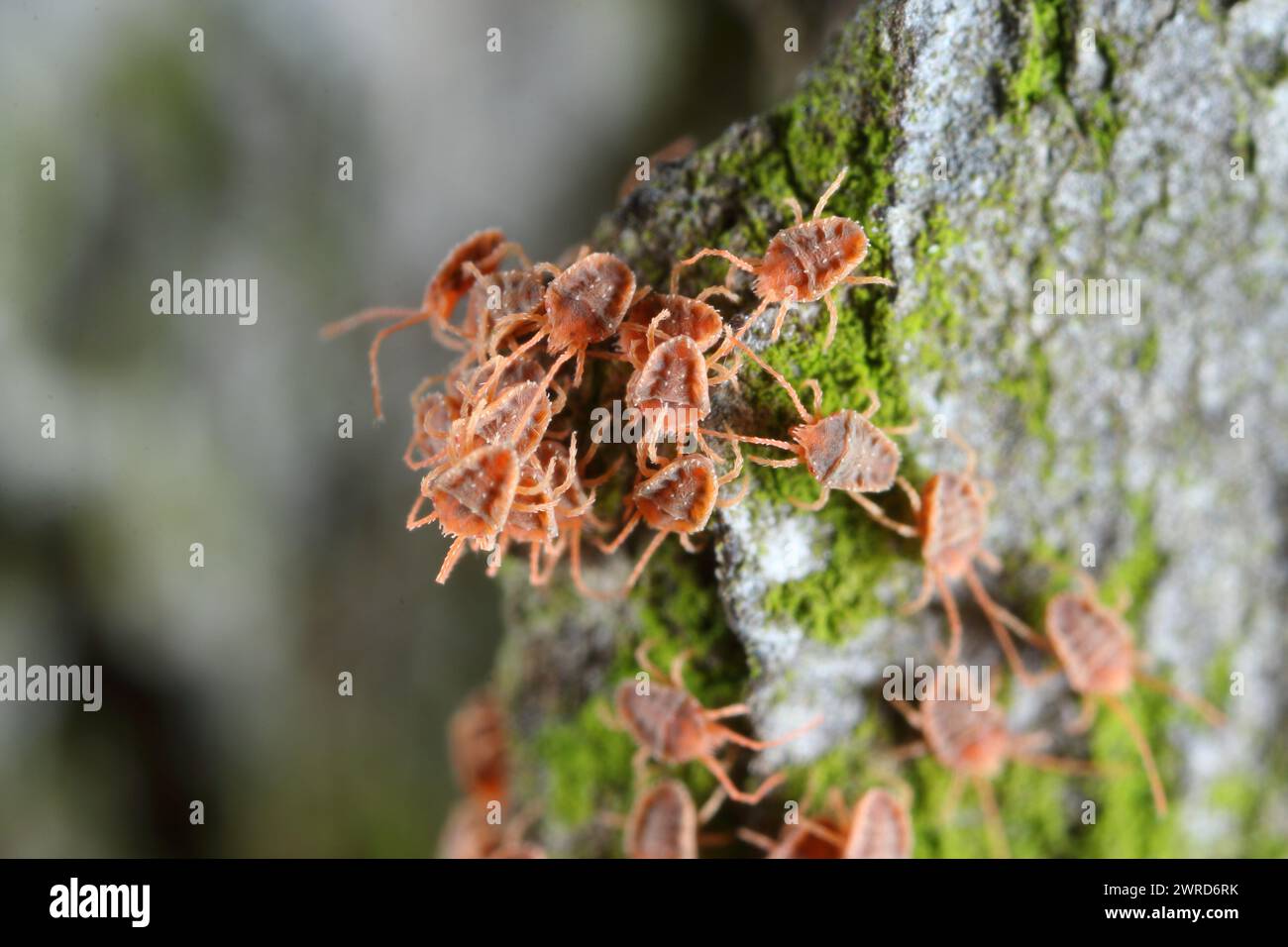 Morso di zecca immagini e fotografie stock ad alta risoluzione - Alamy