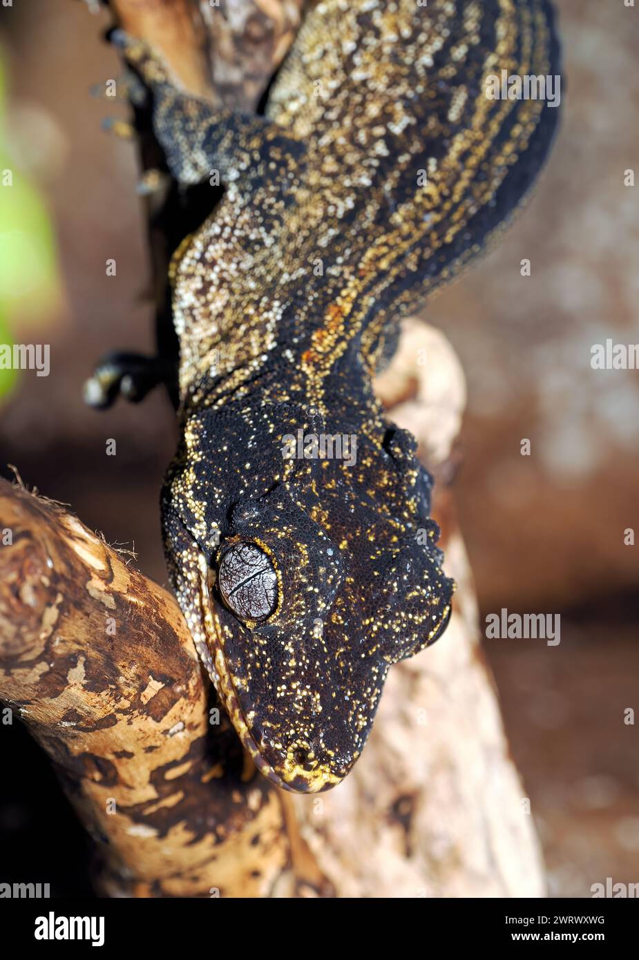 Geco gigante dalla testa pomello immagini e fotografie stock ad alta ...