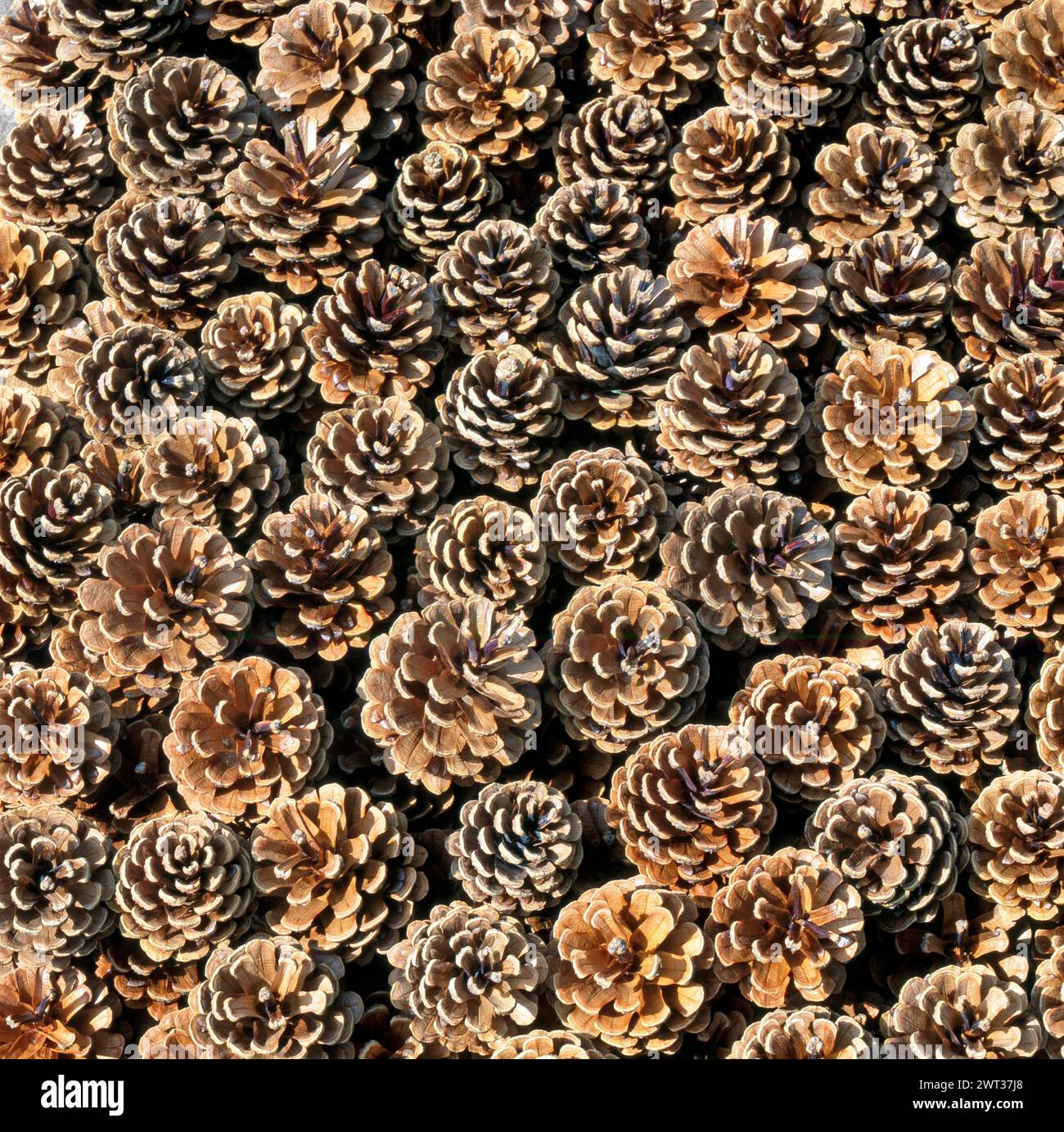 Zapfen der Schwarzkiefer oder Schwarzfoehre Pinus nigra, eine ...