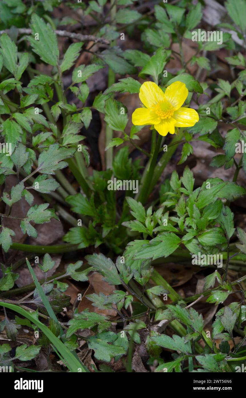 Buttercup ranunculus sp immagini e fotografie stock ad alta risoluzione ...