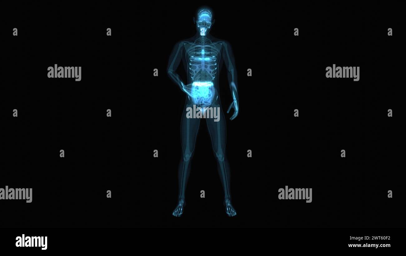 Organi addominali donna anatomia immagini e fotografie stock ad alta ...