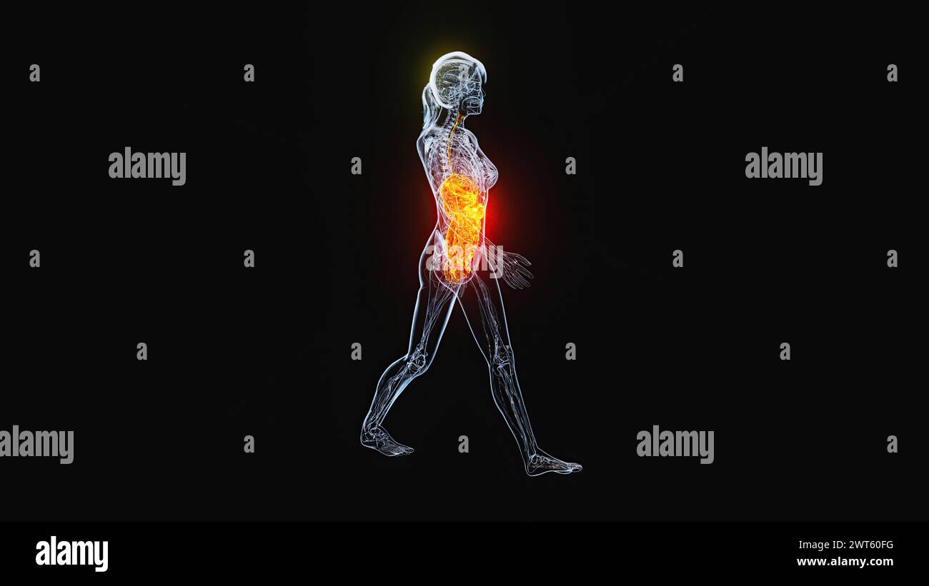 Organi addominali donna anatomia immagini e fotografie stock ad alta ...