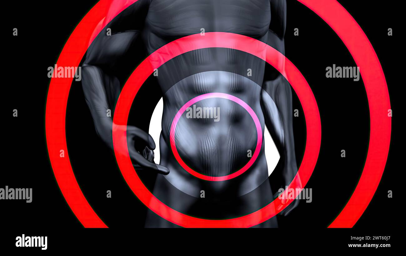 Illustrazione di anatomia dei muscoli addominali maschili immagini e ...