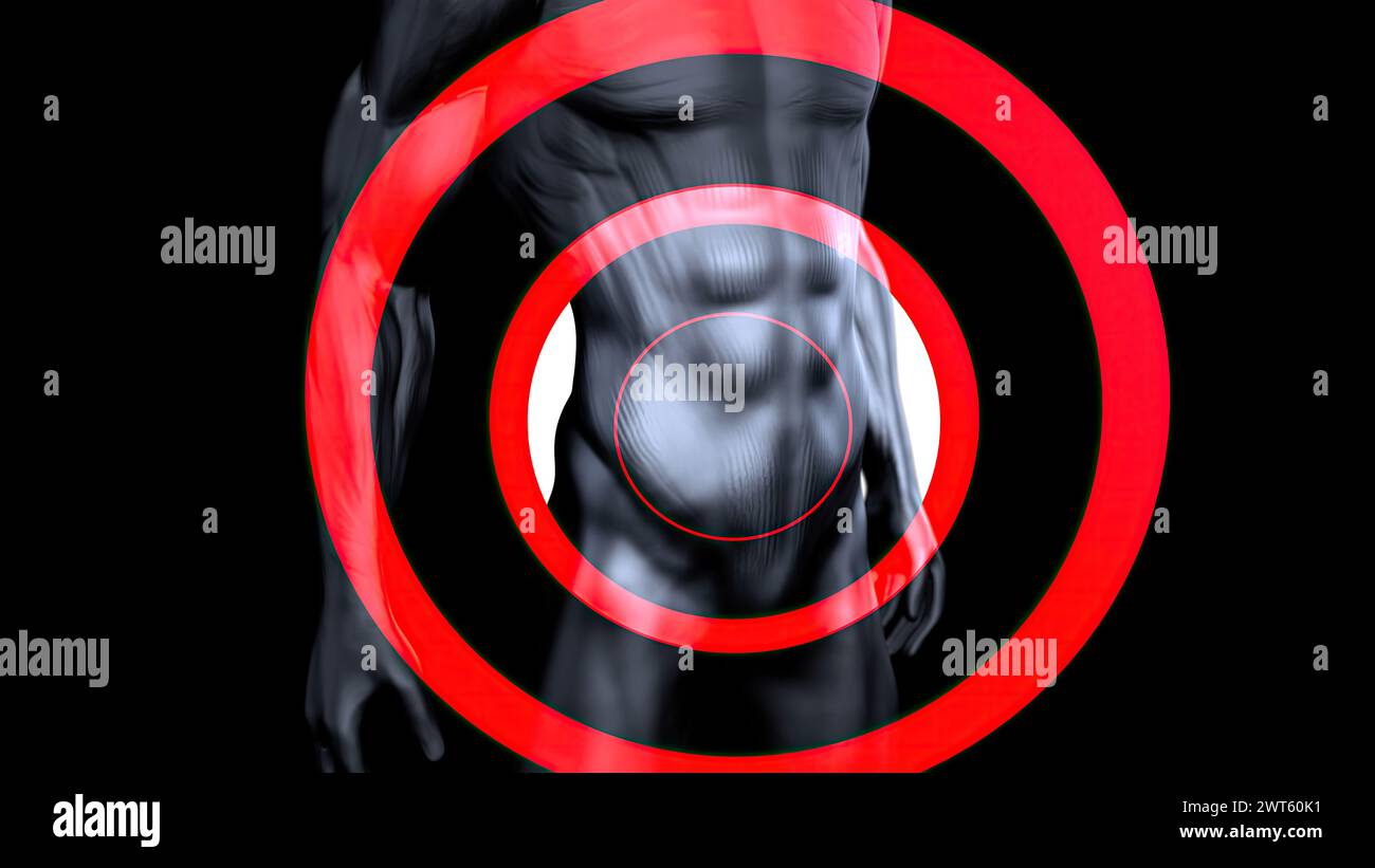 Illustrazione di anatomia dei muscoli addominali maschili immagini e ...