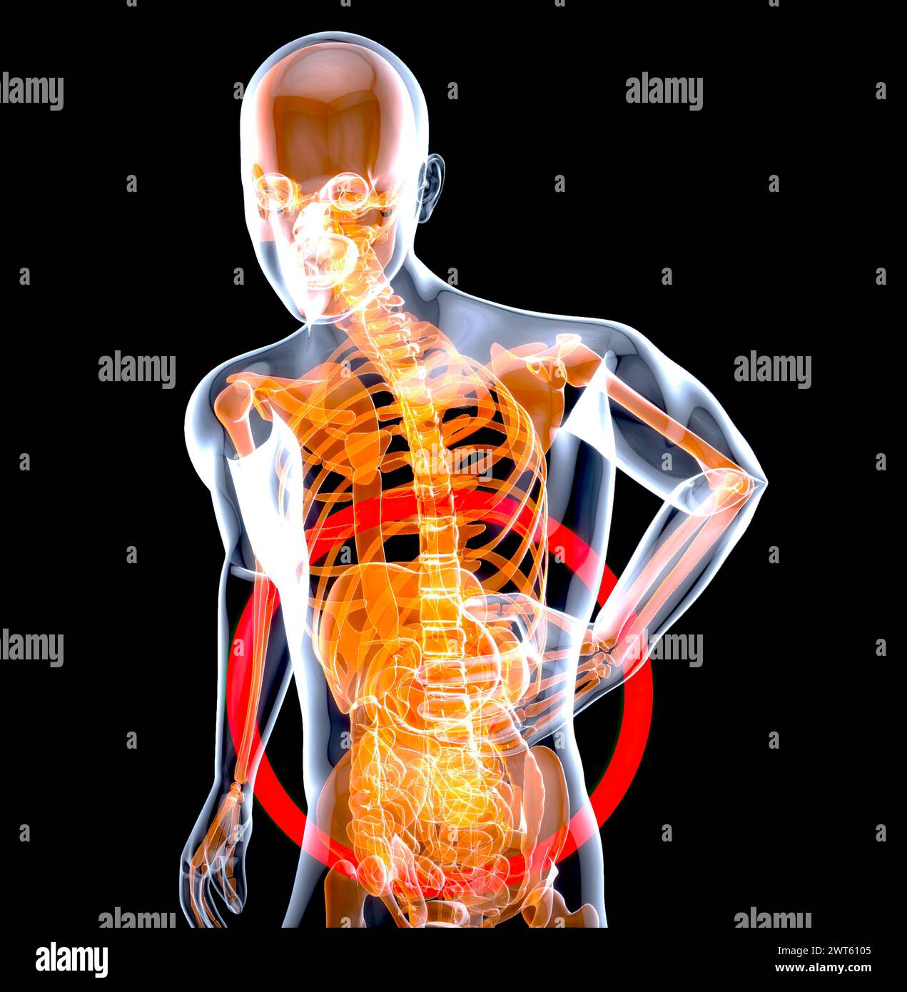 Organi addominali donna anatomia immagini e fotografie stock ad alta ...